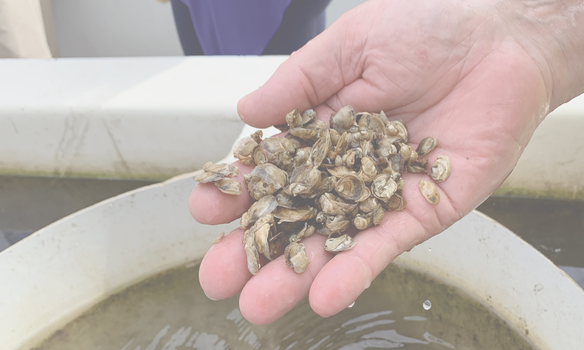 Shellfish Breeding Technology